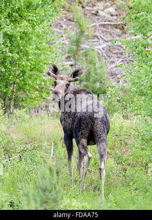 Moose / elk (Alces alces) young bull showing early growing stage with ...
