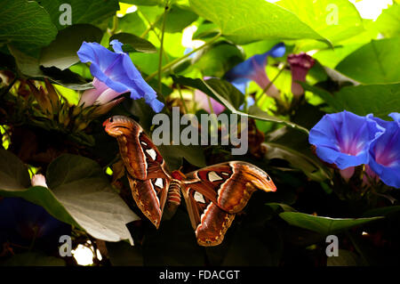 Attacus atlas moth. Snake head butterfly Stock Photo - Alamy
