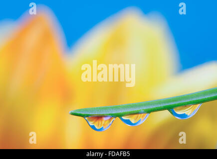 Macro of a flower refraction in three dew drops on a blade of grass ...