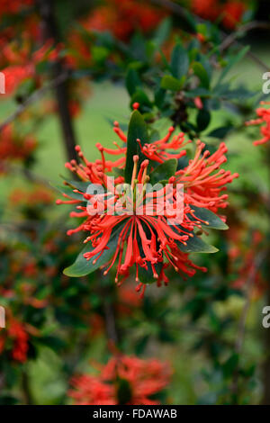 embothrium coccineum chliean fire bush red orange flowers flower ...