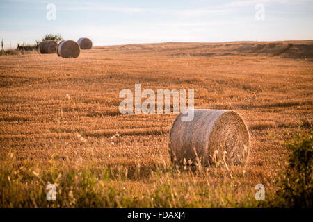 Haystack on a field in Tuscany Stock Photo - Alamy