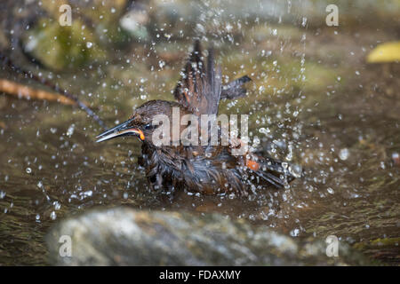 New Zealand, Marlborough Sounds, Motuara Island aka Motu Ara. Predator ...
