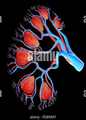 Computer artwork of the blood supply to human kidneys, showing the ...