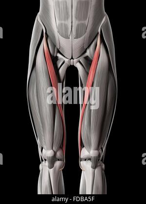 Human leg muscles (sartorius), illustration Stock Photo - Alamy
