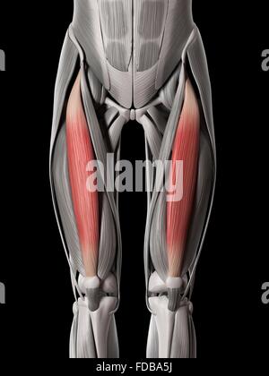 Human leg muscles (rectus femoris), illustration Stock Photo - Alamy