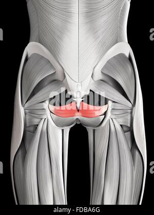 Illustration of the coccygeus muscle Stock Photo - Alamy