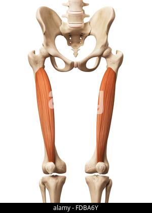 Human leg muscles (vastus intermedius), illustration Stock Photo - Alamy