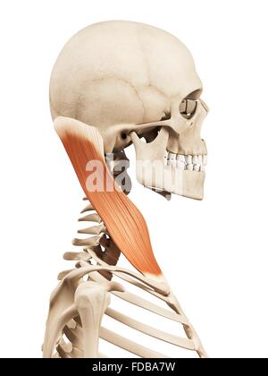 Human neck muscles (sternocleidomastoid), illustration Stock Photo - Alamy