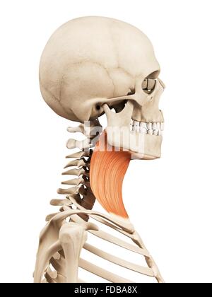 Illustration of the platysma muscles Stock Photo - Alamy