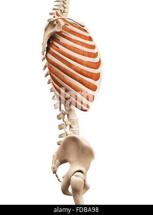 Illustration of the outer intercostals muscles Stock Photo - Alamy