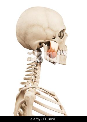Human facial muscles (masseter superior), illustration Stock Photo - Alamy