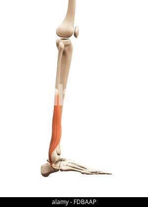 Human leg muscles (fibularis brevis), illustration Stock Photo - Alamy