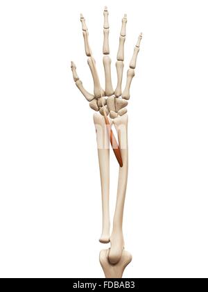 Illustration of the extensor indicis muscle Stock Photo - Alamy