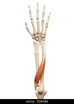 Human arm muscle (extensor carpi radialis longus), illustration Stock ...