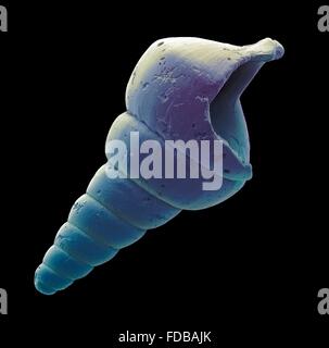 Sand microfossils. Coloured scanning electron micrograph (SEM) of ...