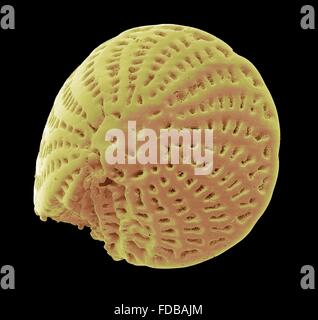 Sand microfossils. Coloured scanning electron micrograph (SEM) of ...