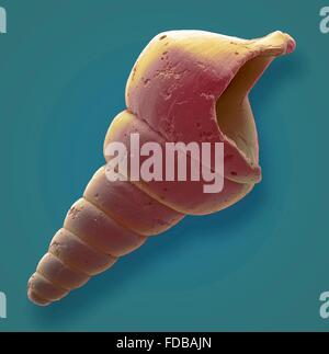 Sand microfossils. Coloured scanning electron micrograph (SEM) of ...