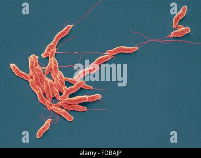 Campylobacter jejuni bacteria. Coloured scanning electron micrograph ...