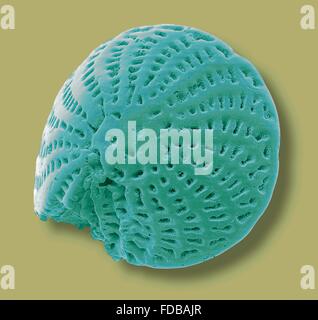 Sand microfossils. Coloured scanning electron micrograph (SEM) of ...