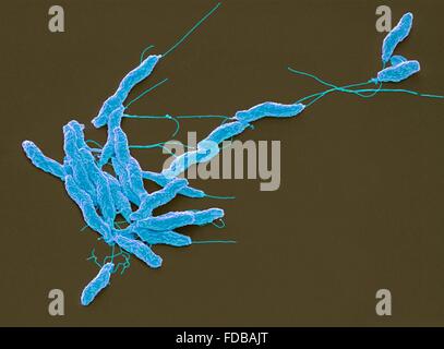 Campylobacter jejuni bacteria. Coloured scanning electron micrograph ...