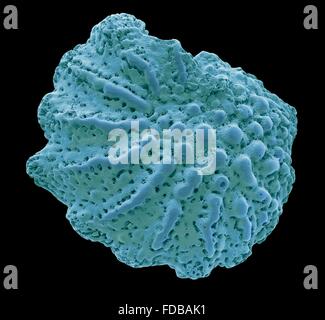 Sand microfossils. Coloured scanning electron micrograph (SEM) of ...