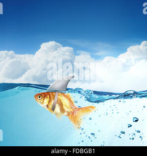 Little goldfish in water wearing shark fin to scare predators Stock ...