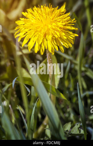 dandelion among green grass in summer, Stock Photo Stock Photo - Alamy