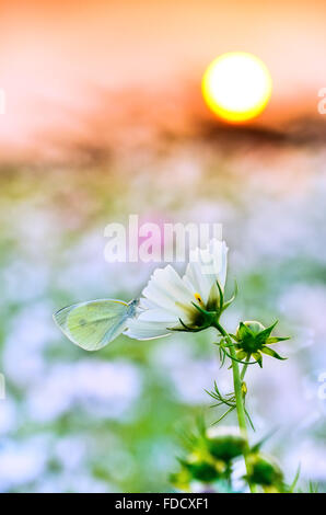 A butterfly rested on a flower under the sunset Stock Photo - Alamy