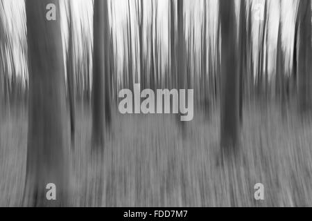 A conceptual photo using slow shutter speed of trees in a forest ...