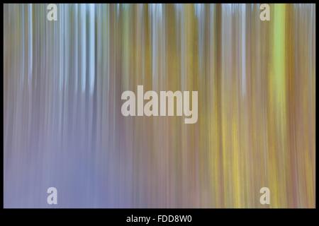 A slow shutter speed coloured photo of trees in a forest showing green ...