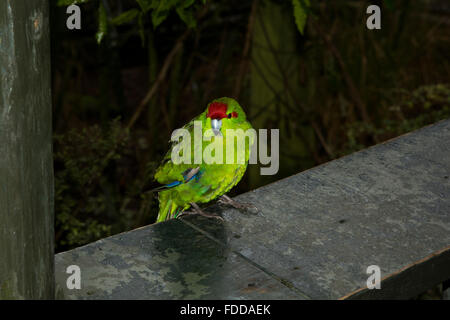 The Red-Crowned Parakeet is a small parrot from New Zealand threatened ...