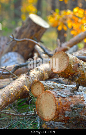 sawmill logs of pine trees in snow winter forest Christmas nature tree ...