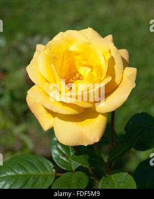 Rosa Arthur Bell,rose arthur bell,floribunda,roses,yellow,flower ...