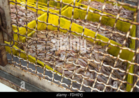 Shrimps in fish bazar in Bandar Abbas, Iran Stock Photo - Alamy