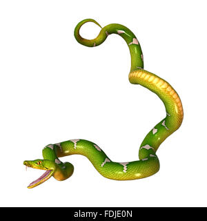 Morelia viridis, or green tree python, or herpetoculture hobby, chondro ...