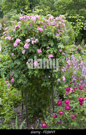 Rosa "Ispahan" in the Rose Garden in summer at Sissinghurst Castle ...