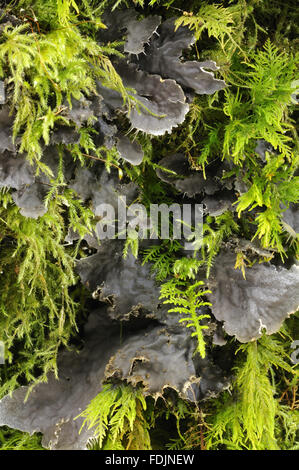 dog lichen, (Peltigera praetextata Stock Photo - Alamy