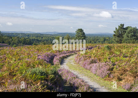 A track towards Black Down, from Hindhead Common, Surrey Stock Photo ...