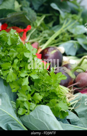 Raw ripe Indian red carrot root Stock Photo - Alamy