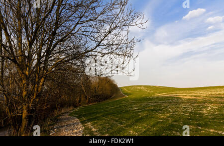 Bignor Hill on the Slindon Estate, West Sussex Stock Photo - Alamy