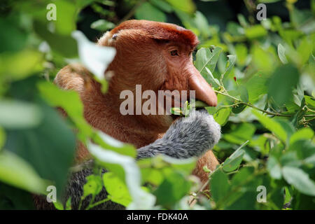 proboscis monkey eating fruit in Borneo Stock Photo - Alamy