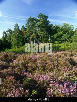 Heather on the Ridge at Finchampstead Ridges, Berkshire Stock Photo - Alamy