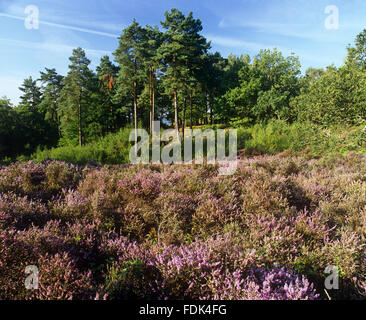 Heather on the Ridge at Finchampstead Ridges, Berkshire Stock Photo - Alamy