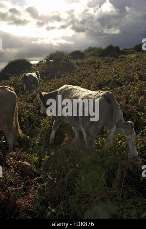 Cattle on Pennard Cliffs, Gower, Swansea, Wales Stock Photo - Alamy