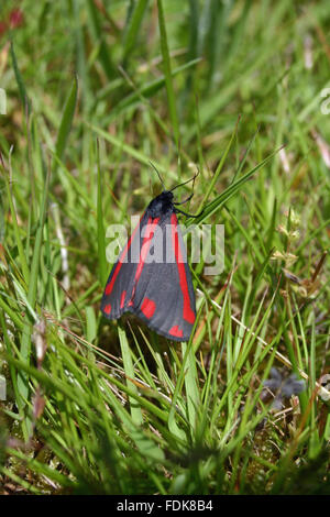 A distinctive Cinnabar moth with its red and black warning colours ...
