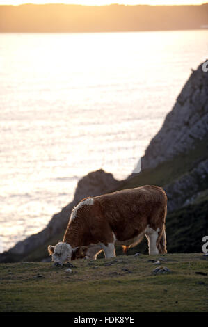 Cattle grazing on Pennard Cliffs, Gower, Wales Stock Photo - Alamy