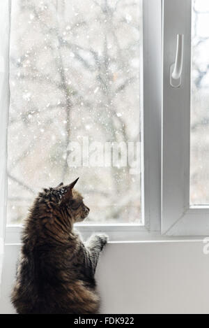 Cat looking through the window at snow Stock Photo - Alamy