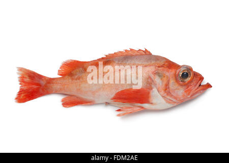 Single fresh raw redfish on white background Stock Photo - Alamy