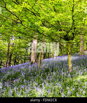 Bluebells in the woods at Bransdale Hall Stock Photo - Alamy