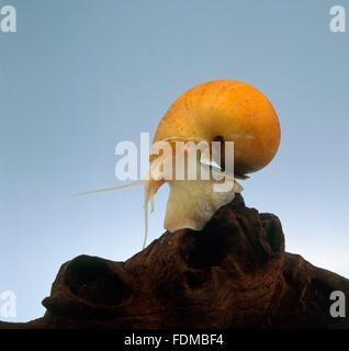 Apple Snail (Pomacea) on rock in fish tank Stock Photo - Alamy